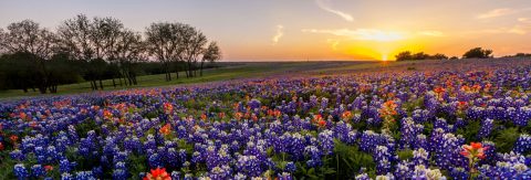 Ortho Now Walk-In Clinic | OrthoTexas | No Appointment Needed